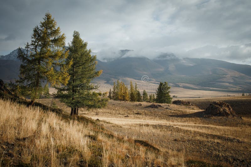 Lonely Autumn Tree on Evening Altai Mountainside Stock Photo - Image of ...