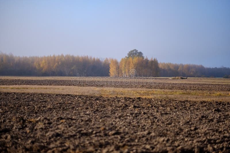 Lonely Autumn Tree in Middle of Empty Field Stock Photo - Image of ...