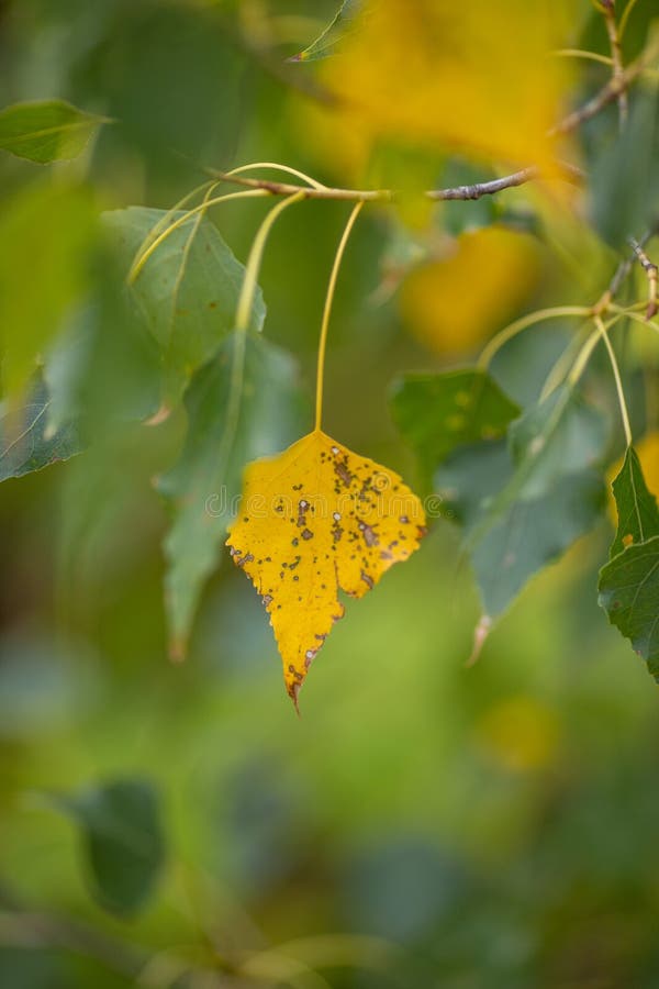 Lonely Autumn Yellow Leaf on a Tree Branch, Side View Selective Focus ...