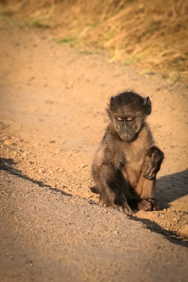 Lonely baby baboon stock photo. Image of animals, national - 64383618