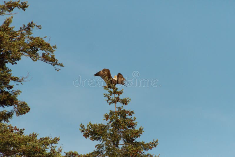 Lonely Bald Eagle Flying in Air Above Trees and Forest Stock Image ...