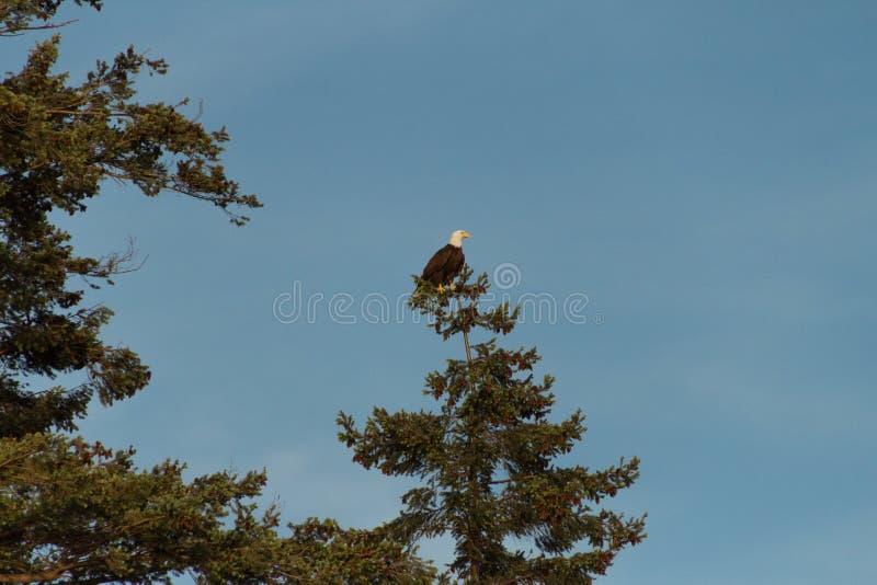Lonely Bald Eagle Flying in Air Above Trees and Forest Stock Image ...