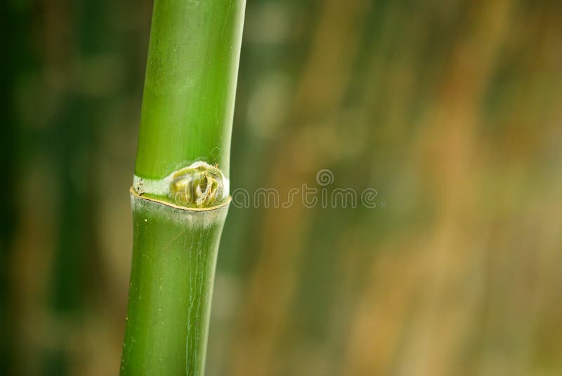 11,634 Single Bamboo Stock Photos - Free & Royalty-Free Stock Photos ...