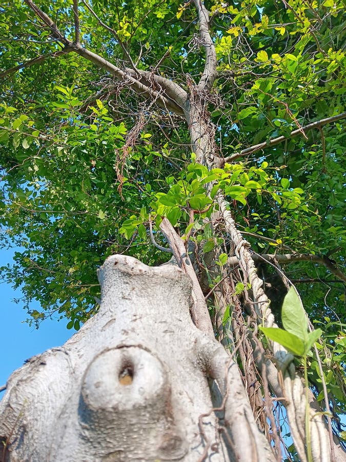 Lonely banyan tree stock image. Image of tree, forest - 364972529