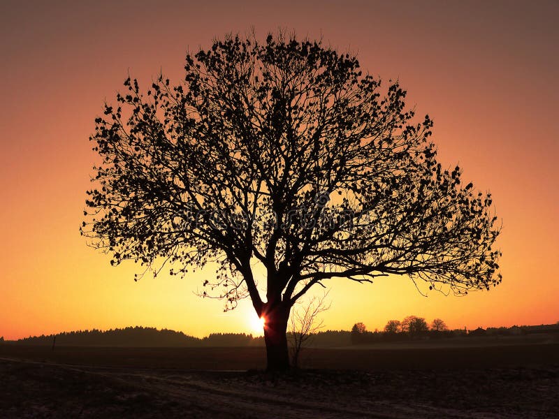 Lonely Bare-faced Tree Against Sunset Sky Stock Photo - Image of ...