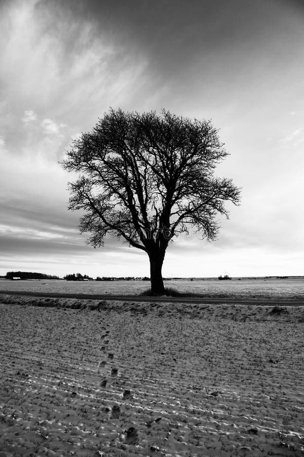 Lonely Bare-faced Tree Against Sunset Sky Stock Photo - Image of ...