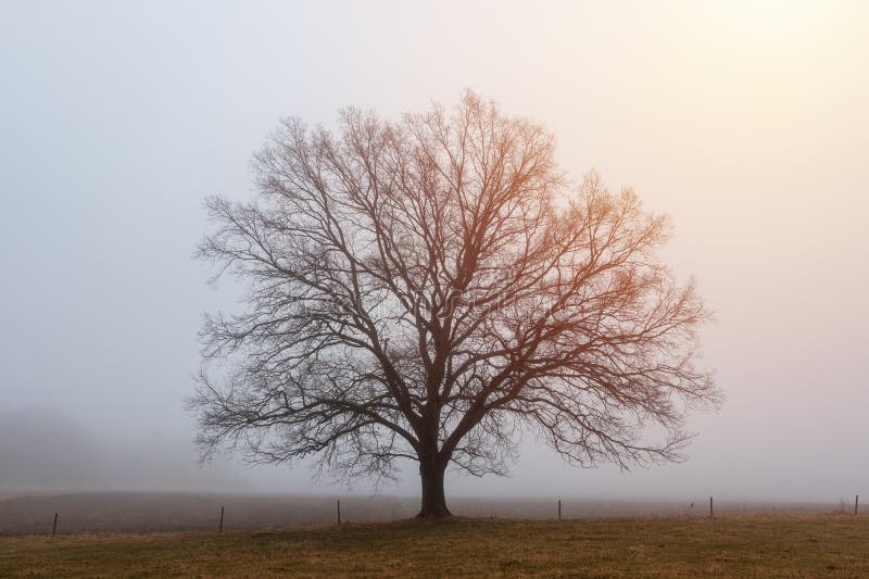 Lonely Bare Tree on Meadow in Misty Fog Stock Photo - Image of fantasy, scenery: 309302312