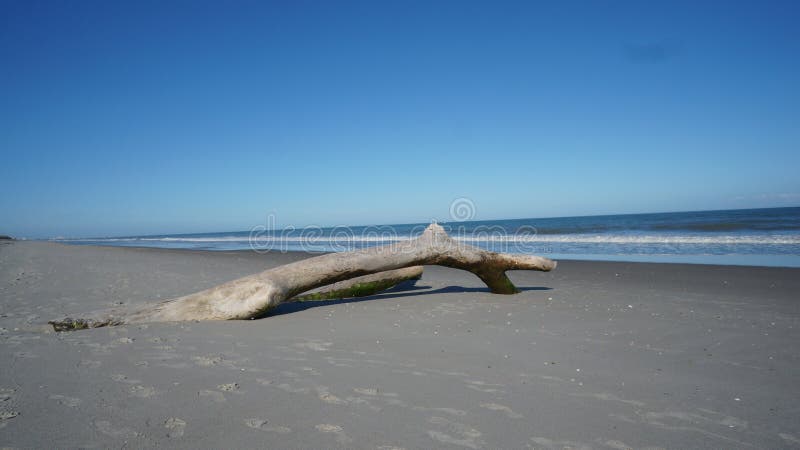 Lonely beach tree stock photo. Image of florida, waves - 160228556