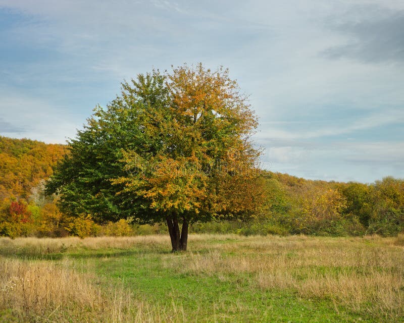 Lonely Beautiful Autumn Apple Tree Stock Photo - Image of deciduous ...