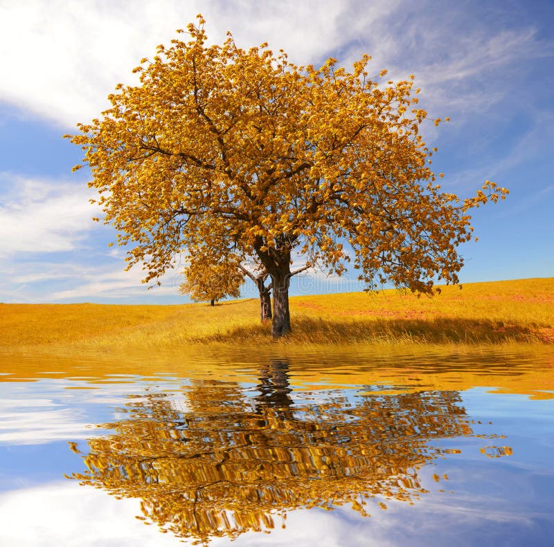 Lonely Beautiful Autumn Tree Stock Photo - Image of lonely, autumn ...