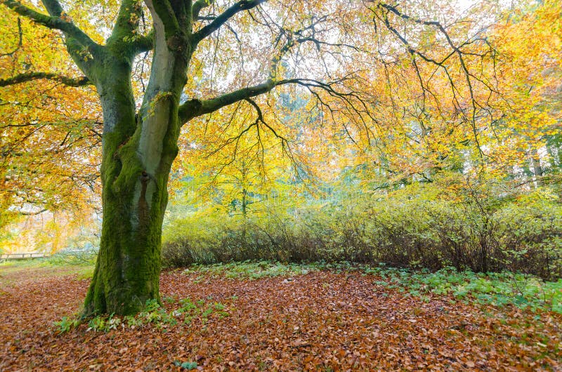 Lonely Beautiful Autumn Tree Stock Image - Image of golden, october ...