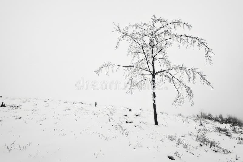 Lonely Beech Tree in Winter Landscape Stock Photo - Image of branch ...