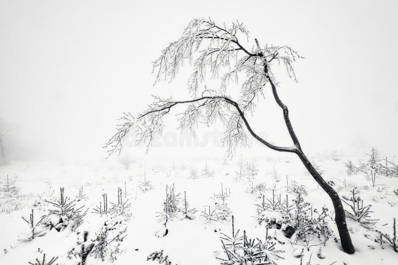 Lonely Beech Tree in Winter Landscape Stock Image - Image of cold ...