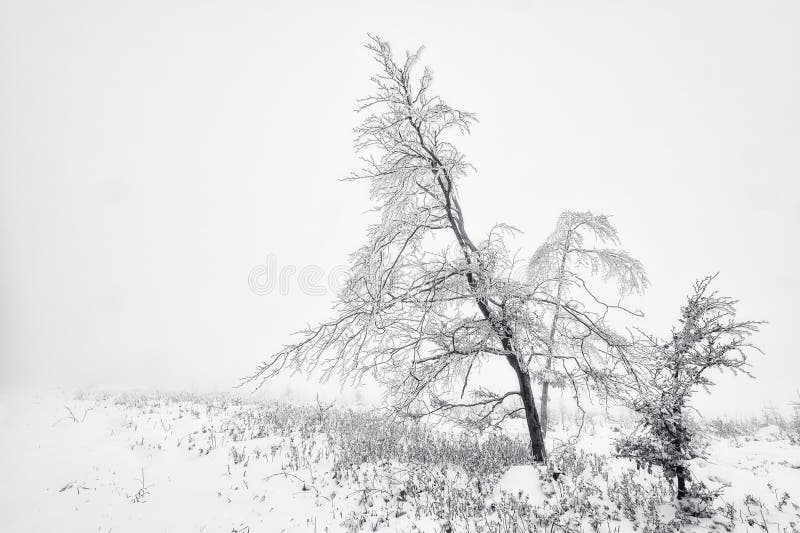 Lonely Beech Tree in Winter Landscape Stock Photo - Image of outdoors ...