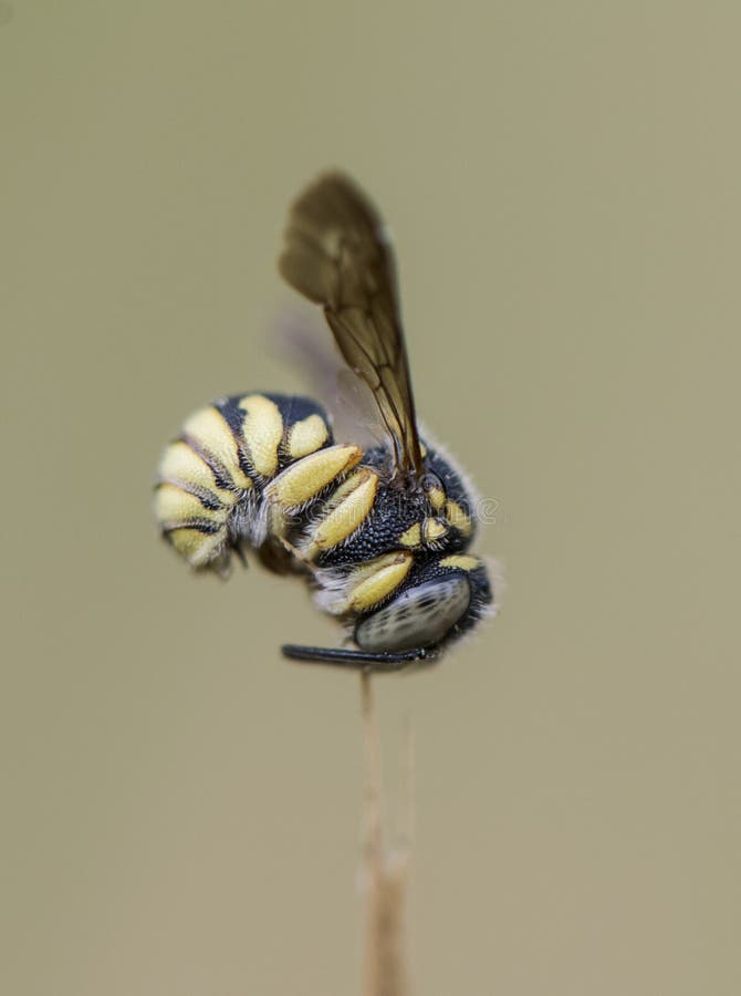 Lonely Bees Sleeping Hooked with Jaws To a Stalk Stock Image - Image of ...