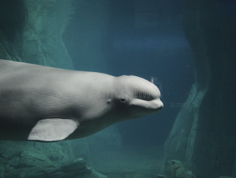 Lonely Beluga in the ocean stock photo. Image of activity - 186263460