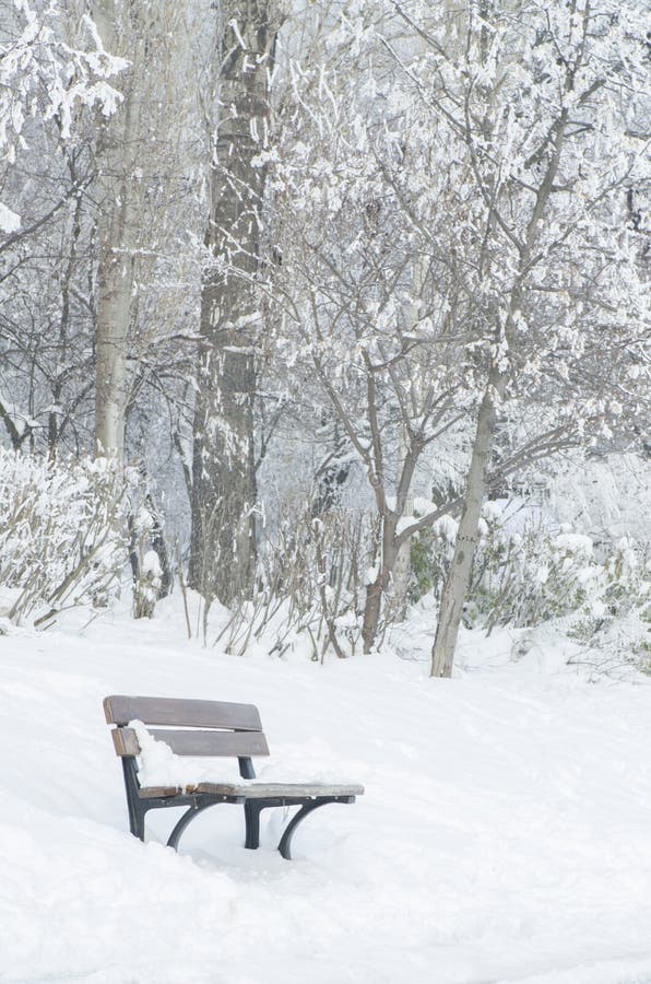 A lonely bench stock photo. Image of alone, branch, quiet - 28292354