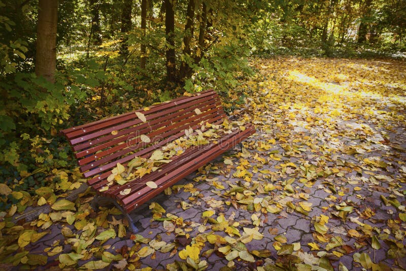 Lonely Bench in Autumn stock photo. Image of lush, outdoors - 28069776