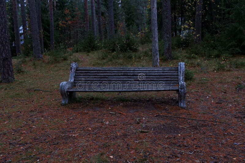 Lonely bench in the forest stock photo. Image of bench - 259540668