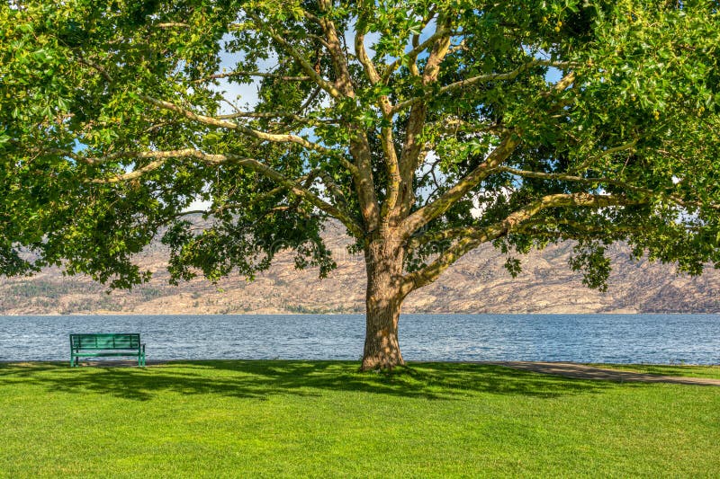 Lonely Bench on a Lake Shore with Mountains Overview Under the Chestnut ...
