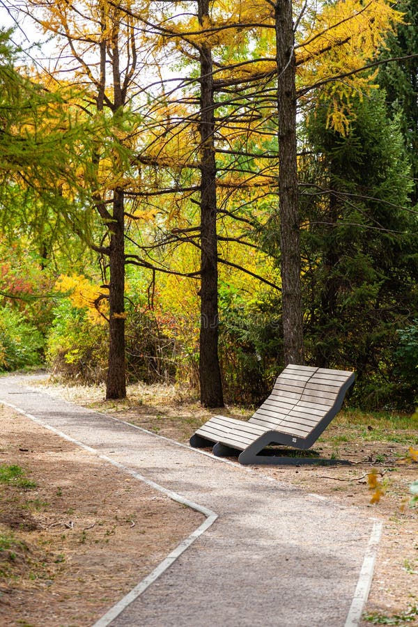 A Lonely Bench in the Park in the Middle of a Pine Forest. Path in the ...