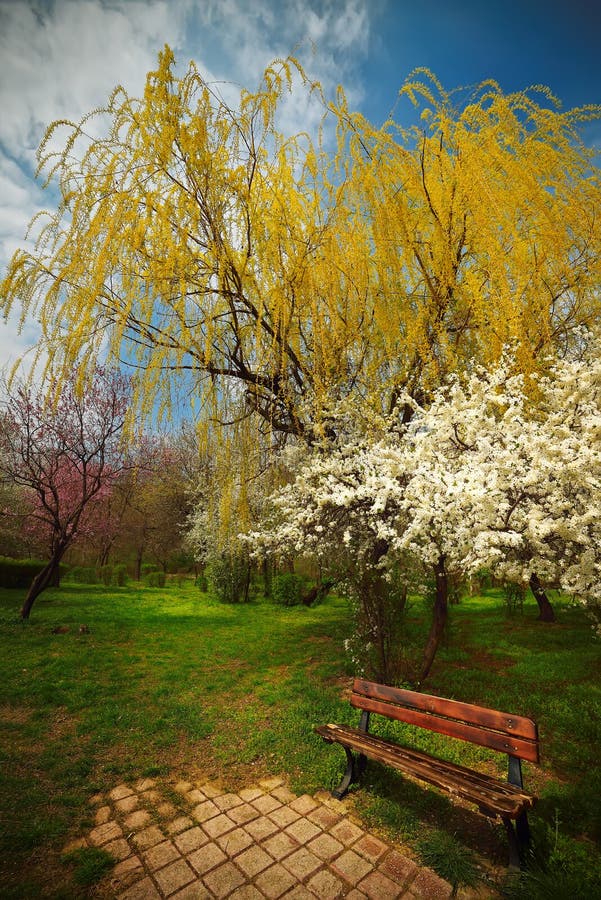 Lonely Bench in Park during Springtime Stock Image - Image of peaceful ...