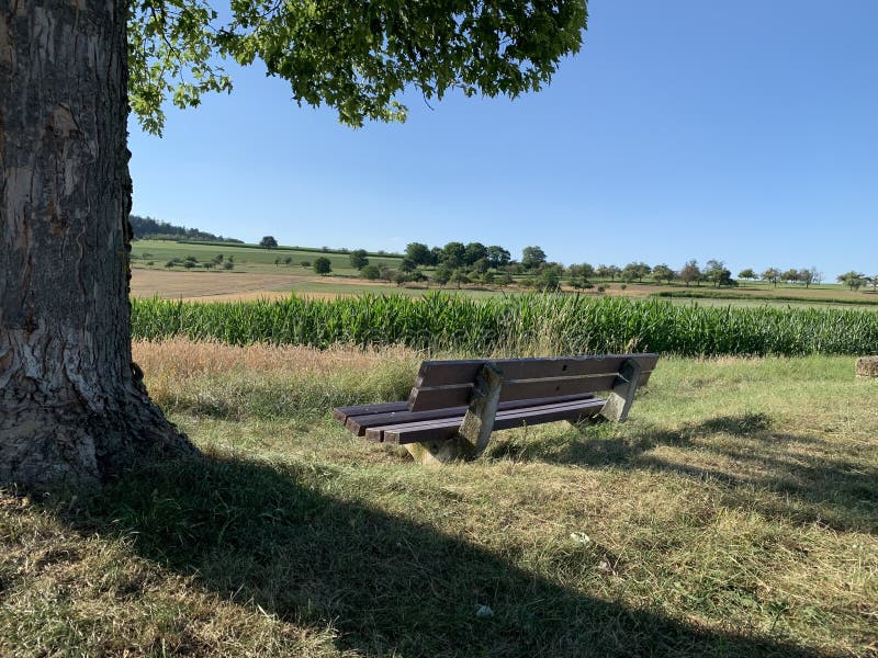 Lonely Bench Under a Tree. Back View Stock Photo - Image of green ...