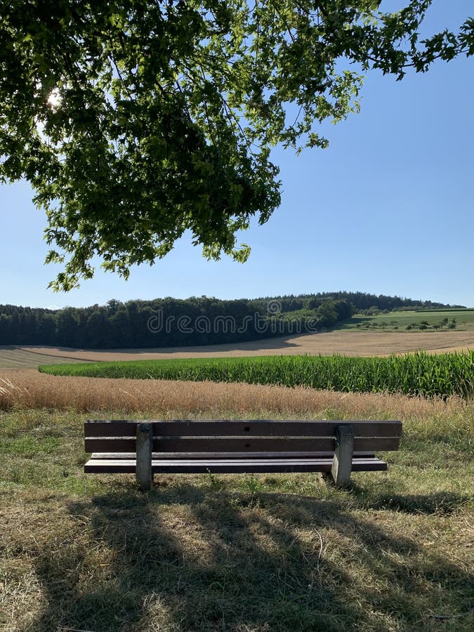 Lonely Bench Under a Tree. Back View Stock Photo - Image of lonely ...