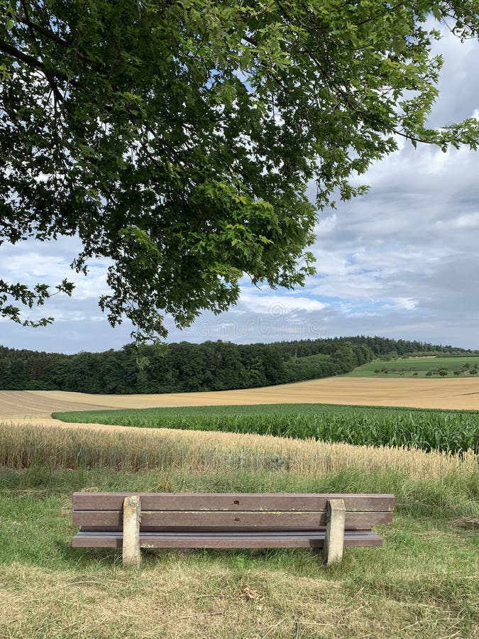 Lonely Bench Under a Tree. Back View Stock Image - Image of back ...