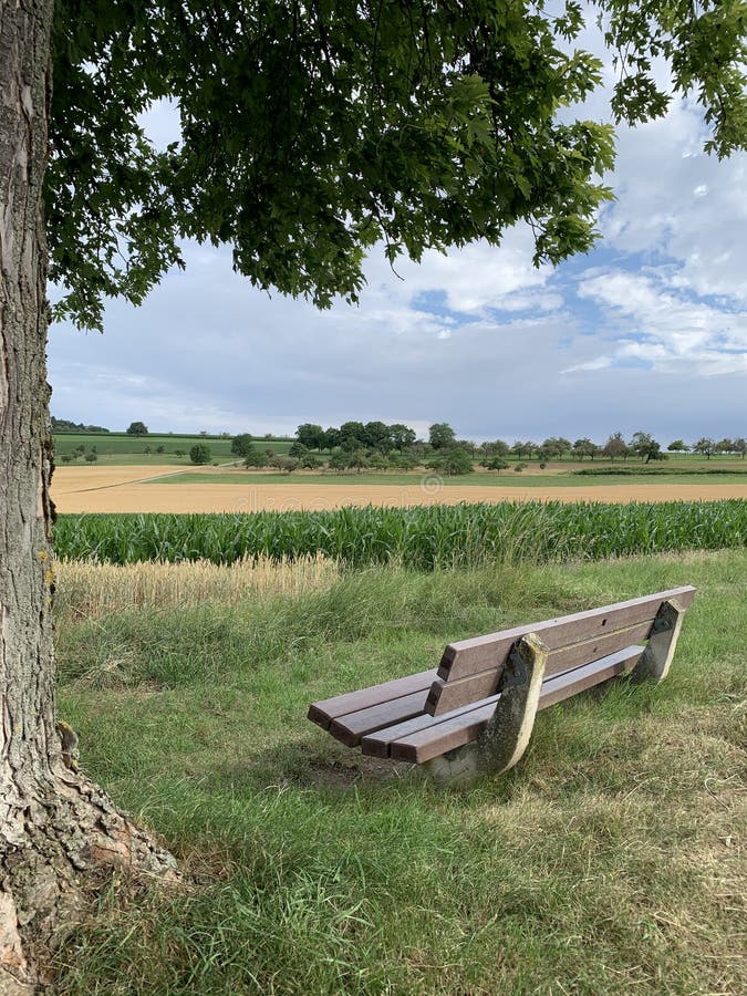 Lonely Bench Under a Tree. Back View Stock Image - Image of back ...