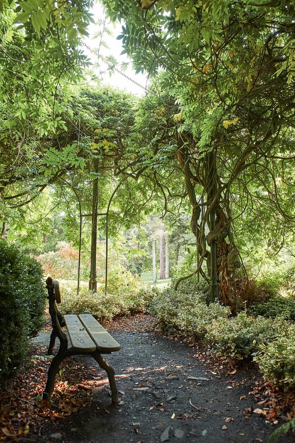 Lonely Bench Under a Tree and Ivy Arch, in a Park Stock Image - Image ...
