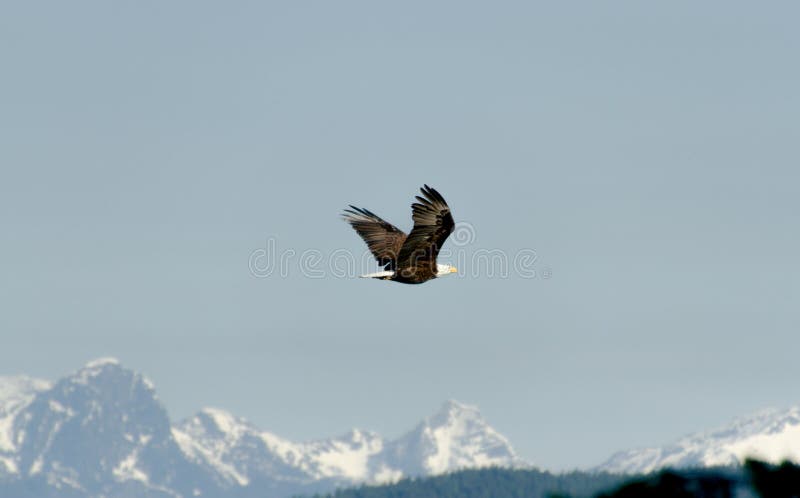 Lonely Big Bird Flying in Air with Clouds Stock Photo - Image of ...