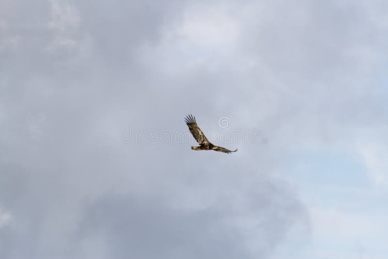 Lonely Big Bird Flying in Air with Clouds Stock Photo - Image of ...