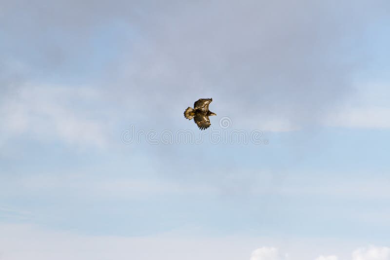 Lonely Big Bird Flying in Air with Clouds Stock Image - Image of animal ...