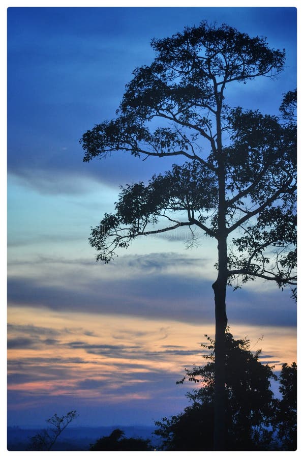 Lonely Big Tree and Sunset 4 Stock Image - Image of chanthaburithailand ...
