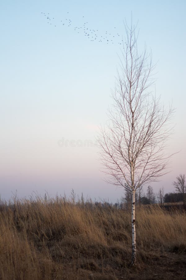 Birch tree stock photo. Image of evening, birds, birch - 182362956
