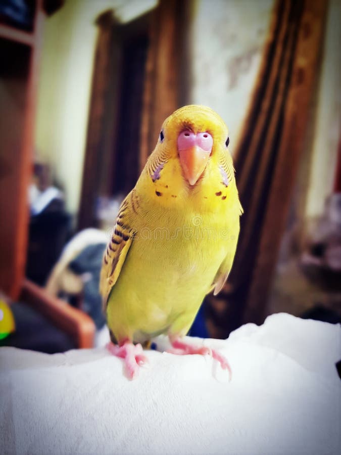 Lonely bird stock photo. Image of lonely, budies, growing - 105936410