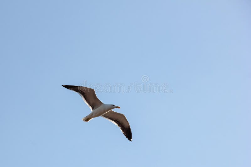 Lonely Bird Flying in Peace Stock Image - Image of animal, seabird ...