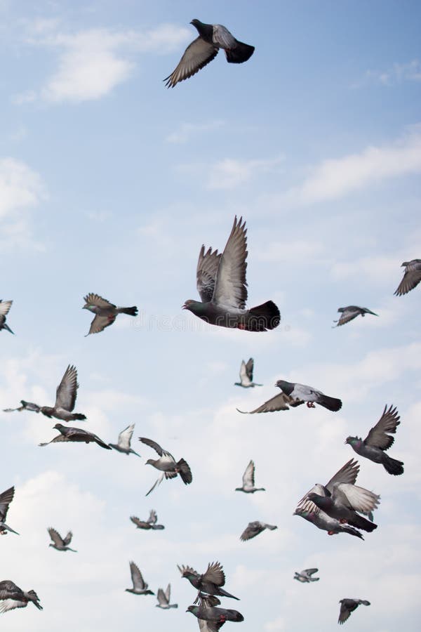 Lonely Bird Lives in the Natural Environment Stock Image - Image of ...