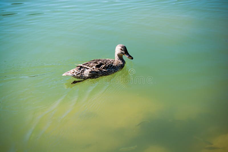 Lonely Bird Lives in Natural Environment Stock Image - Image of birds ...