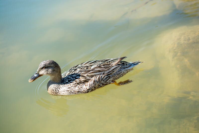 Lonely Bird Lives in Natural Environment Stock Image - Image of fluff ...