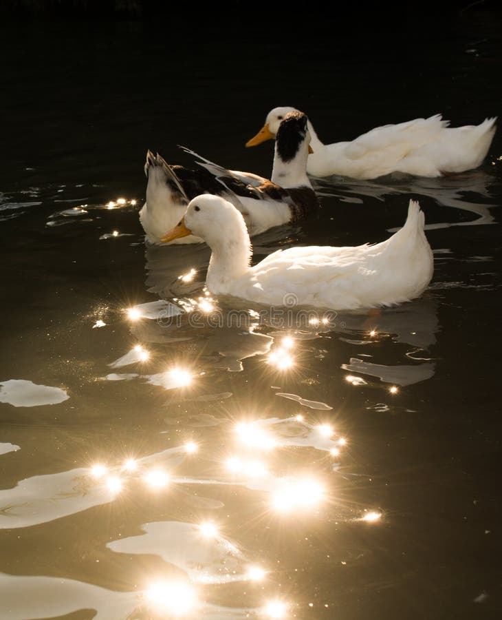 Lonely Bird Lives in Natural Environment Stock Image - Image of lives ...