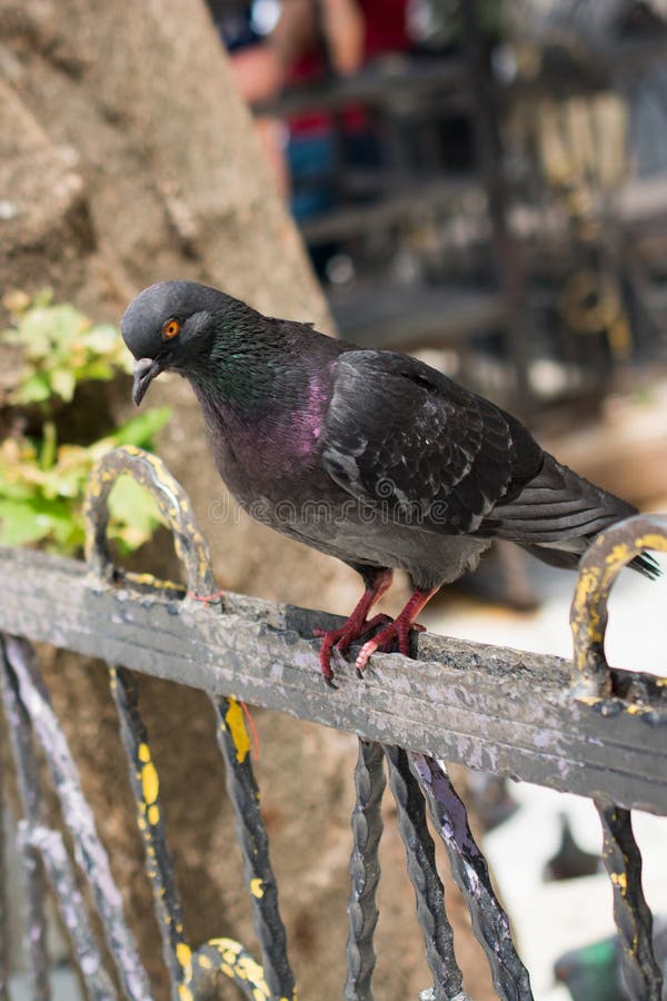 Lonely Bird Lives in Natural Environment Stock Image - Image of nature ...