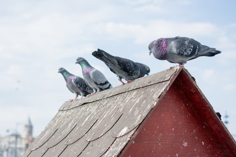 Lonely Bird Lives in Natural Environment Stock Photo - Image of natural ...