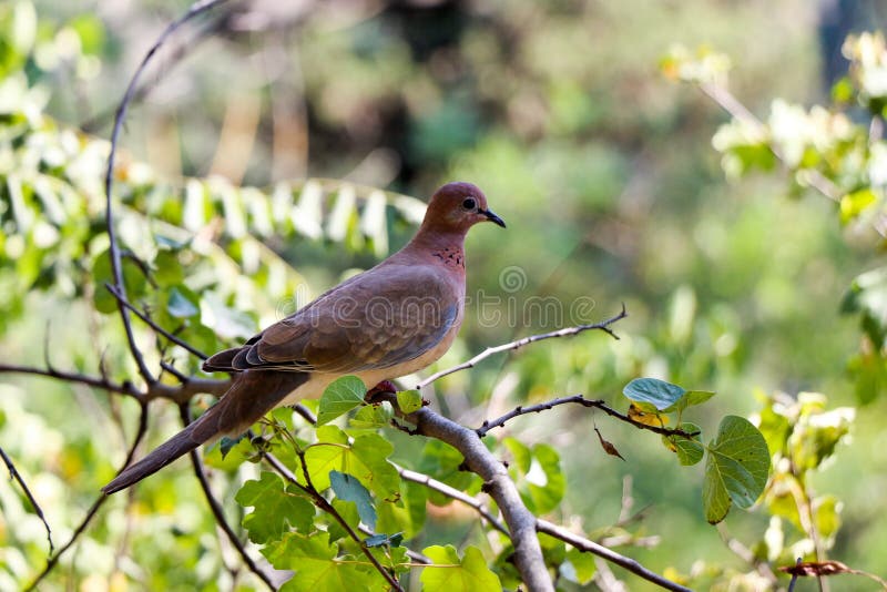Lonely Bird Lives in an Natural Environment Stock Photo - Image of ...