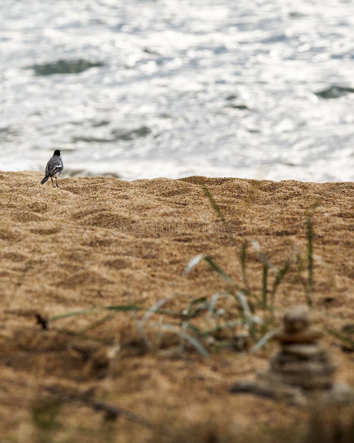 Lonely bird on the shore stock photo. Image of america - 191662302