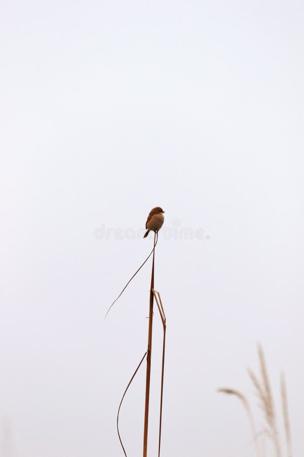 Lonely Bird stock image. Image of dove, fauna, feather - 206984029