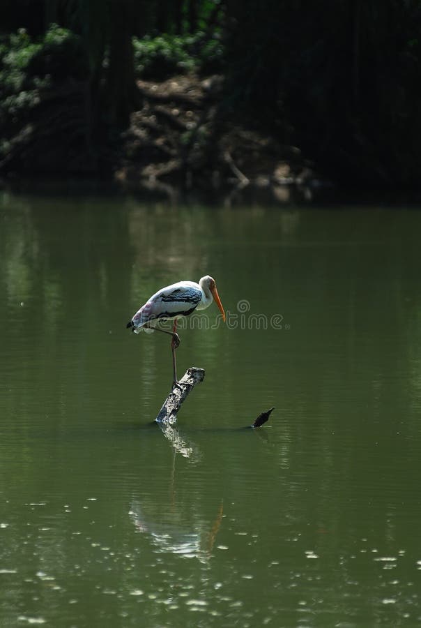 A lonely bird stock image. Image of stork, lonely, nature - 84397583