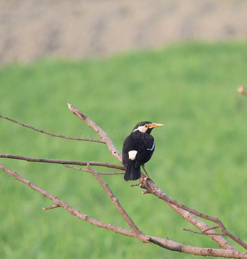 The lonely bird stock photo. Image of waiting, green - 108249238