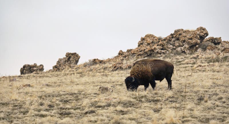 Lonely Bison stock photo. Image of buffalo, grassy, barren - 21773478